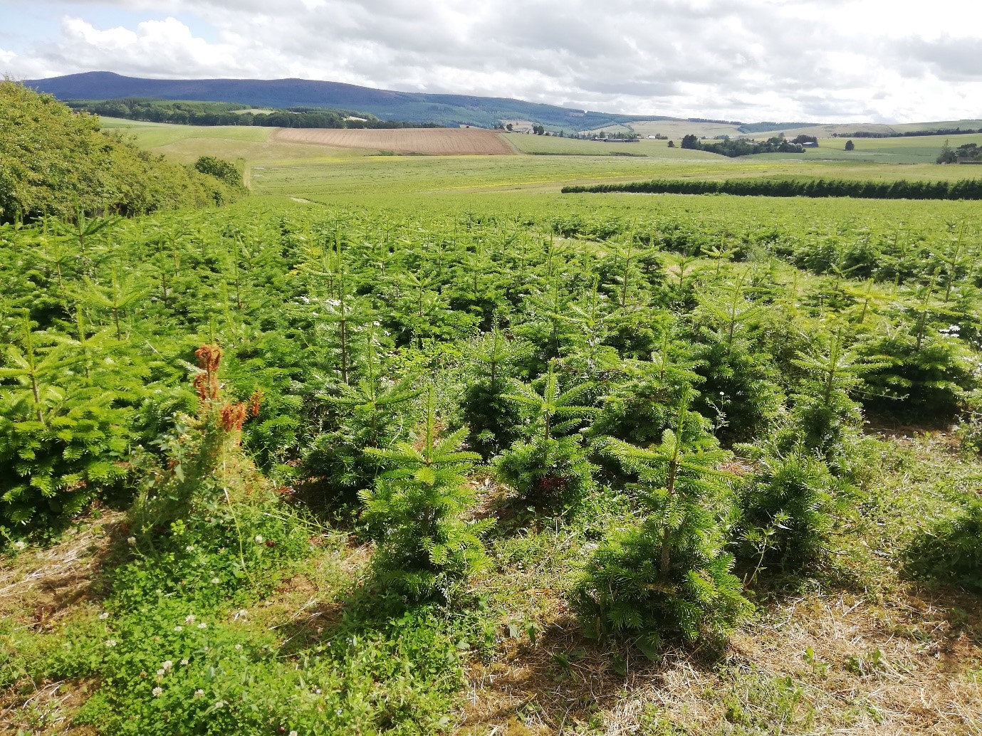 Sustainable Consumption Institute blog | Should we abandon agriculture ...